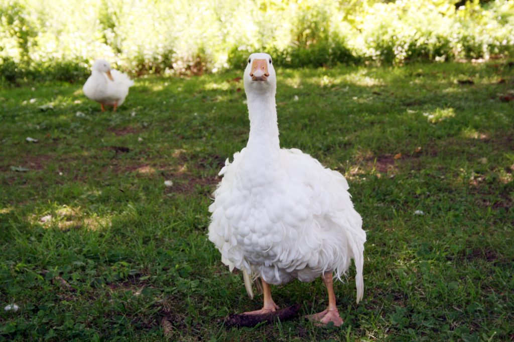 Why Keeping Geese on the Farm is Beneficial - Backyard Poultry